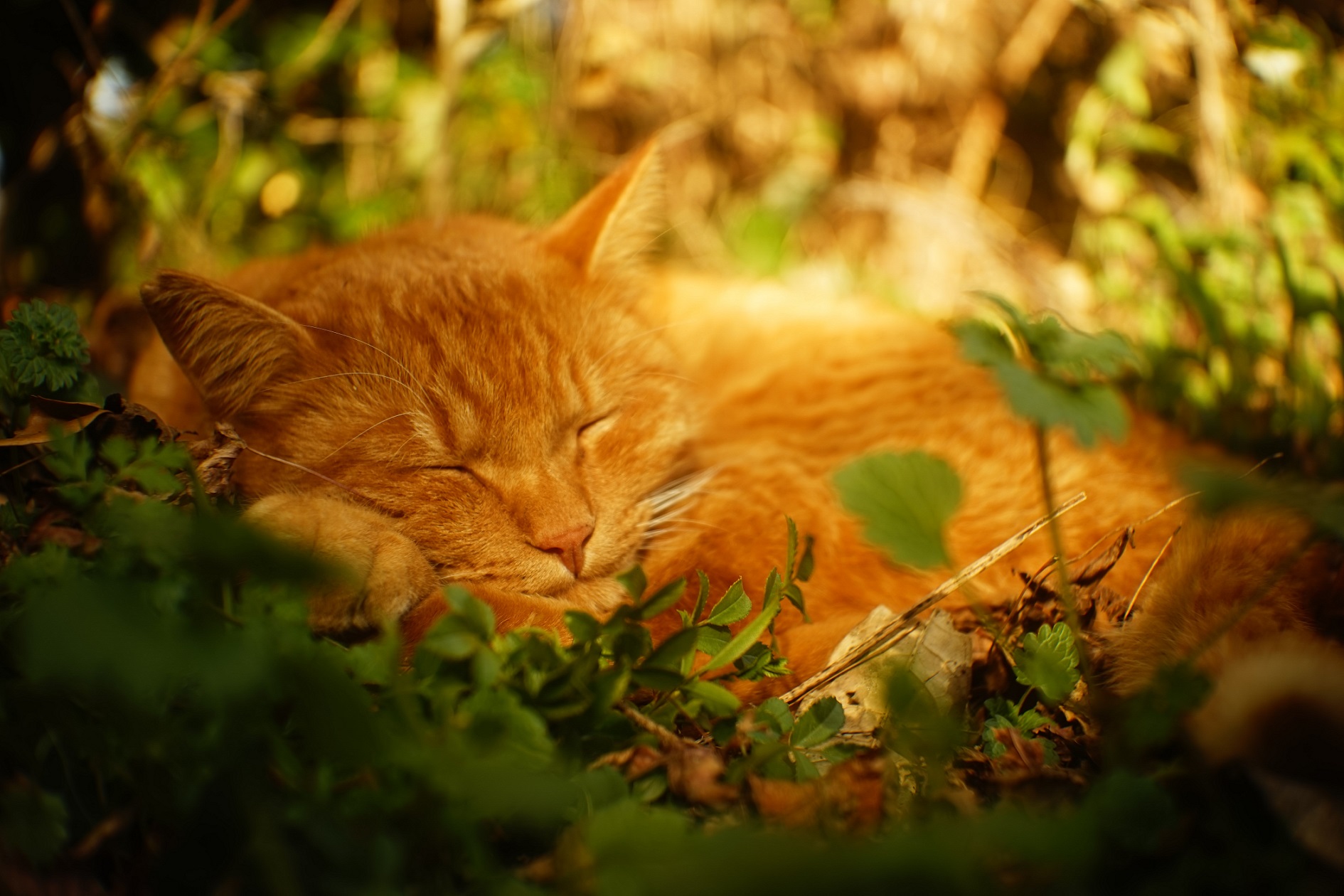 MIK JUNON ZOOM LENS f:3.2 37-75mm ～ 詳細不明のレンズ | 糸島が好き💛オールドレンズとイラストが好き